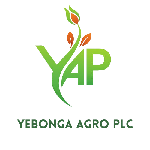 Yebonga Agro PLC | Premium Ethiopian Spices & Agro Products